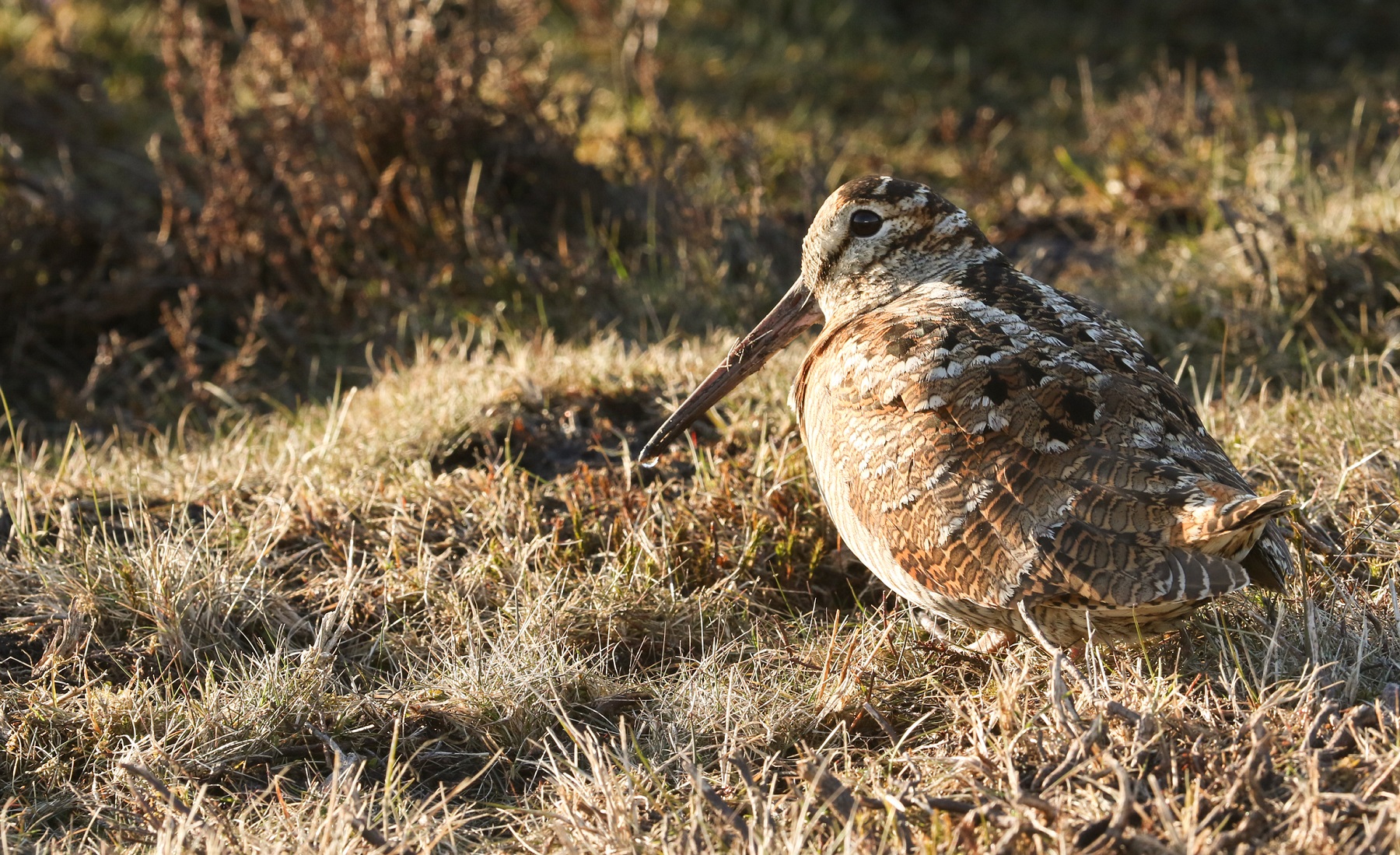 HIT Show, report Regione Veneto sul monitoraggio della beccaccia