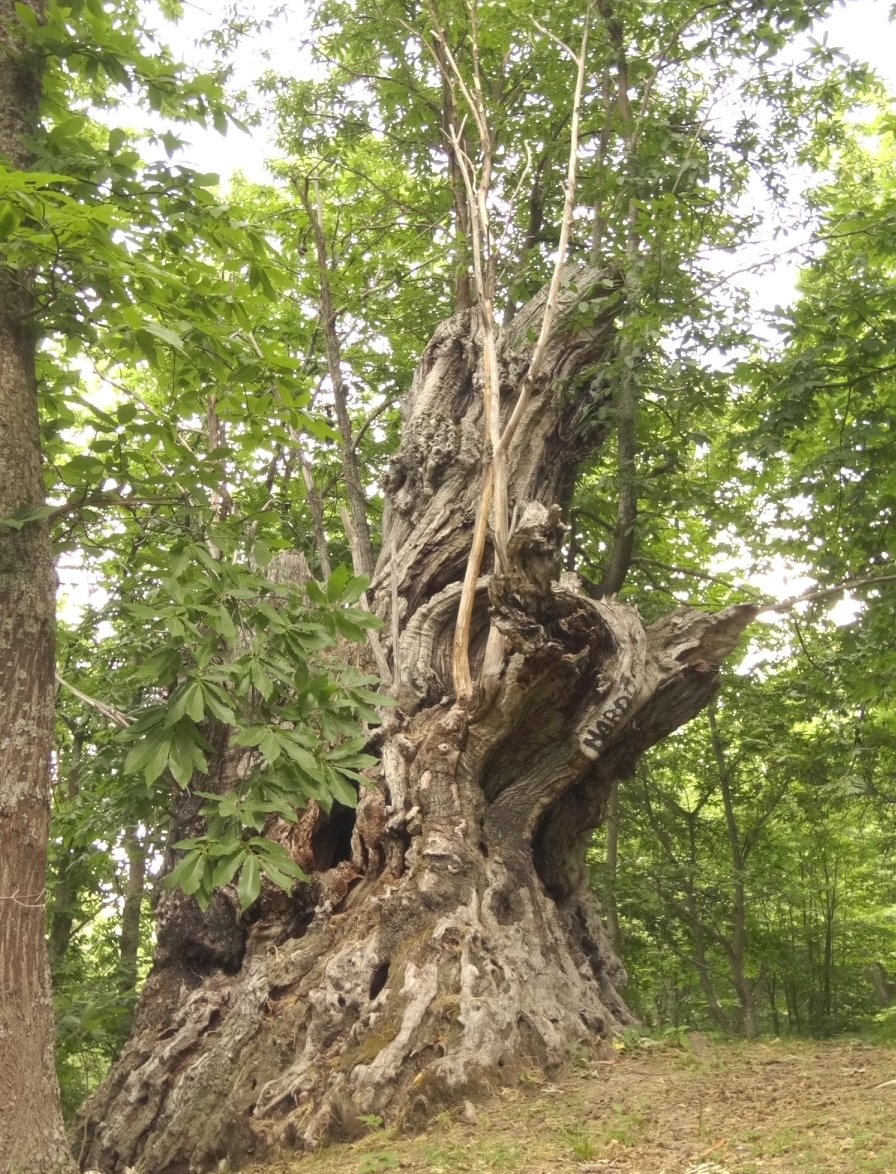 Il Piantone di Nardò e i castagni secolari di Morrice(TE): natura e ...