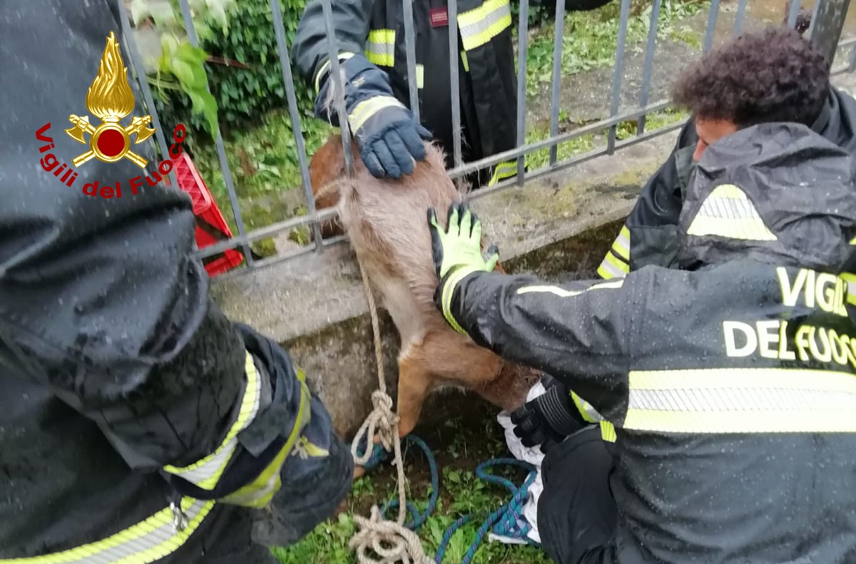 Arzignano, capriolo incastrato nell’inferriata liberato dai pompieri