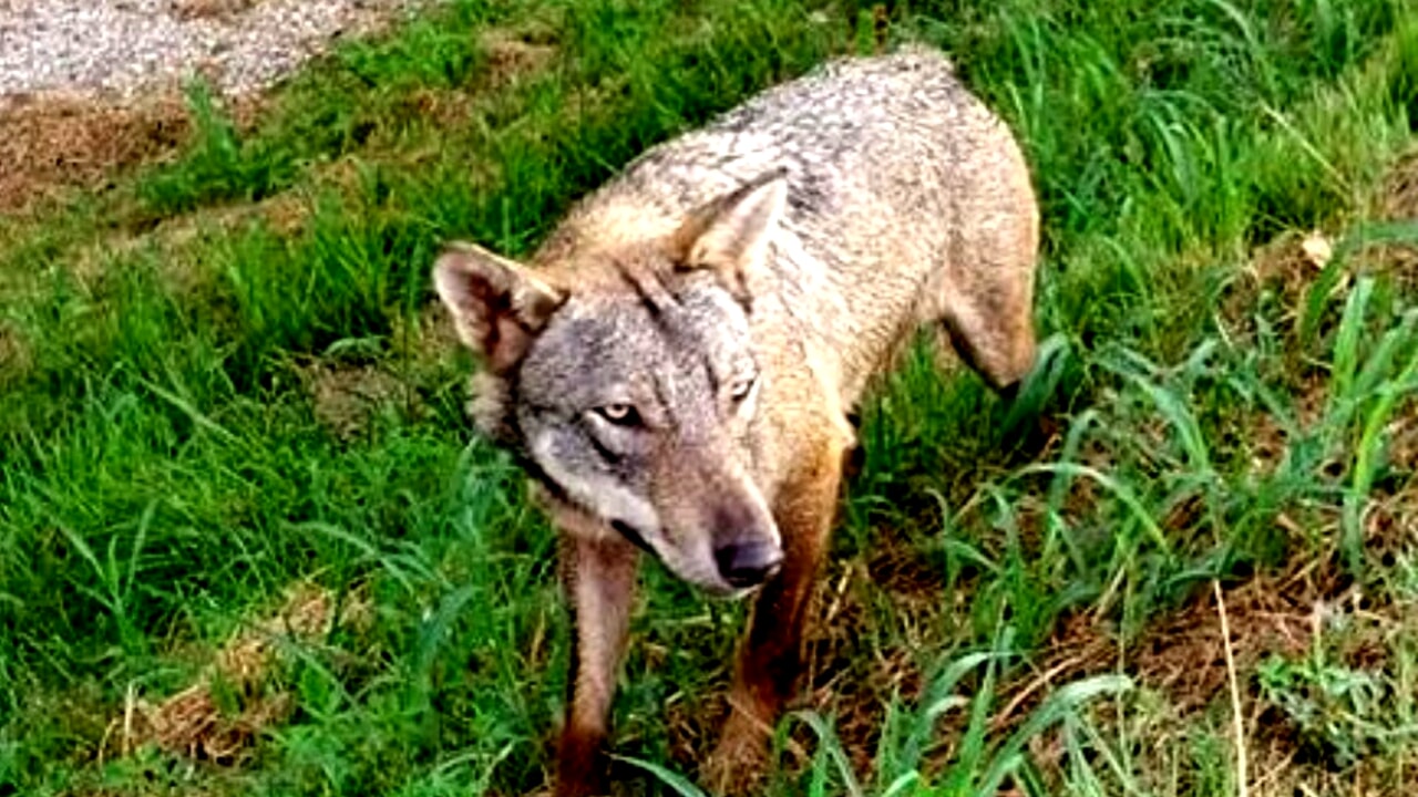 Lupa del Piave catturata, Corazzari: lupo non più da specie protetta ...